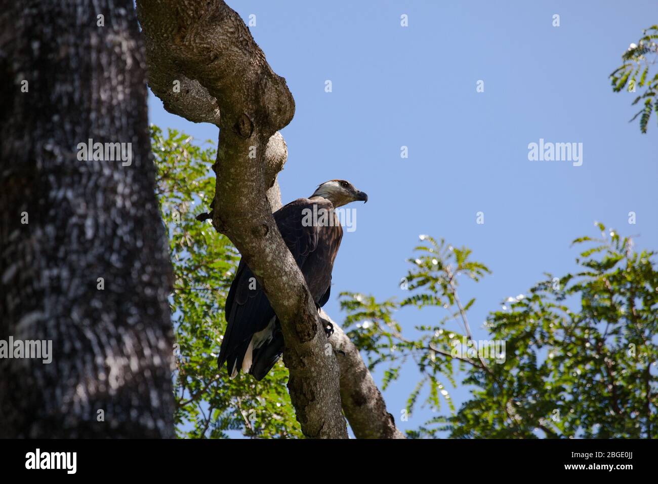 Low angle view of bird perching on tree Stock Photo - Alamy