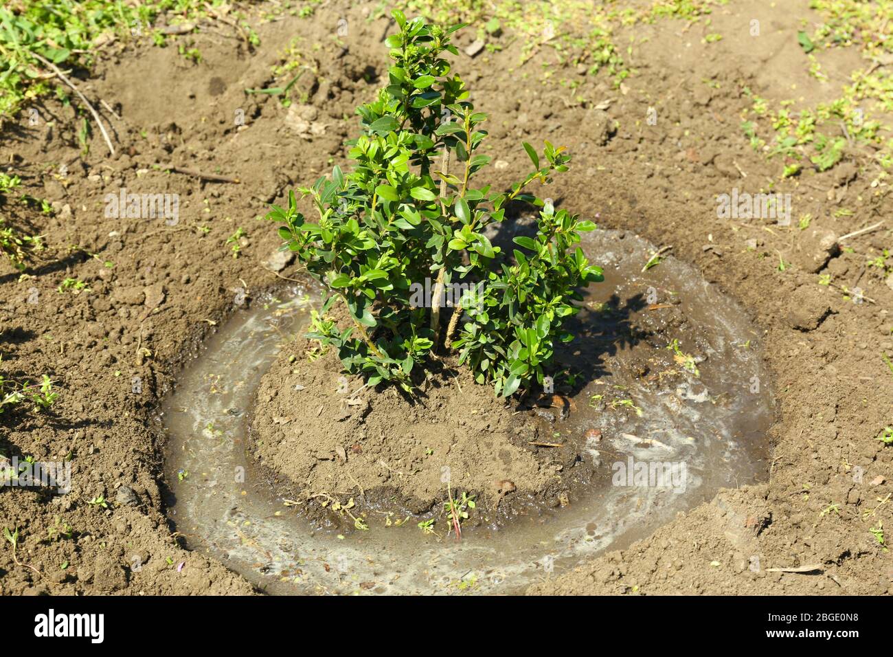 Watering young tree in spring Stock Photo - Alamy