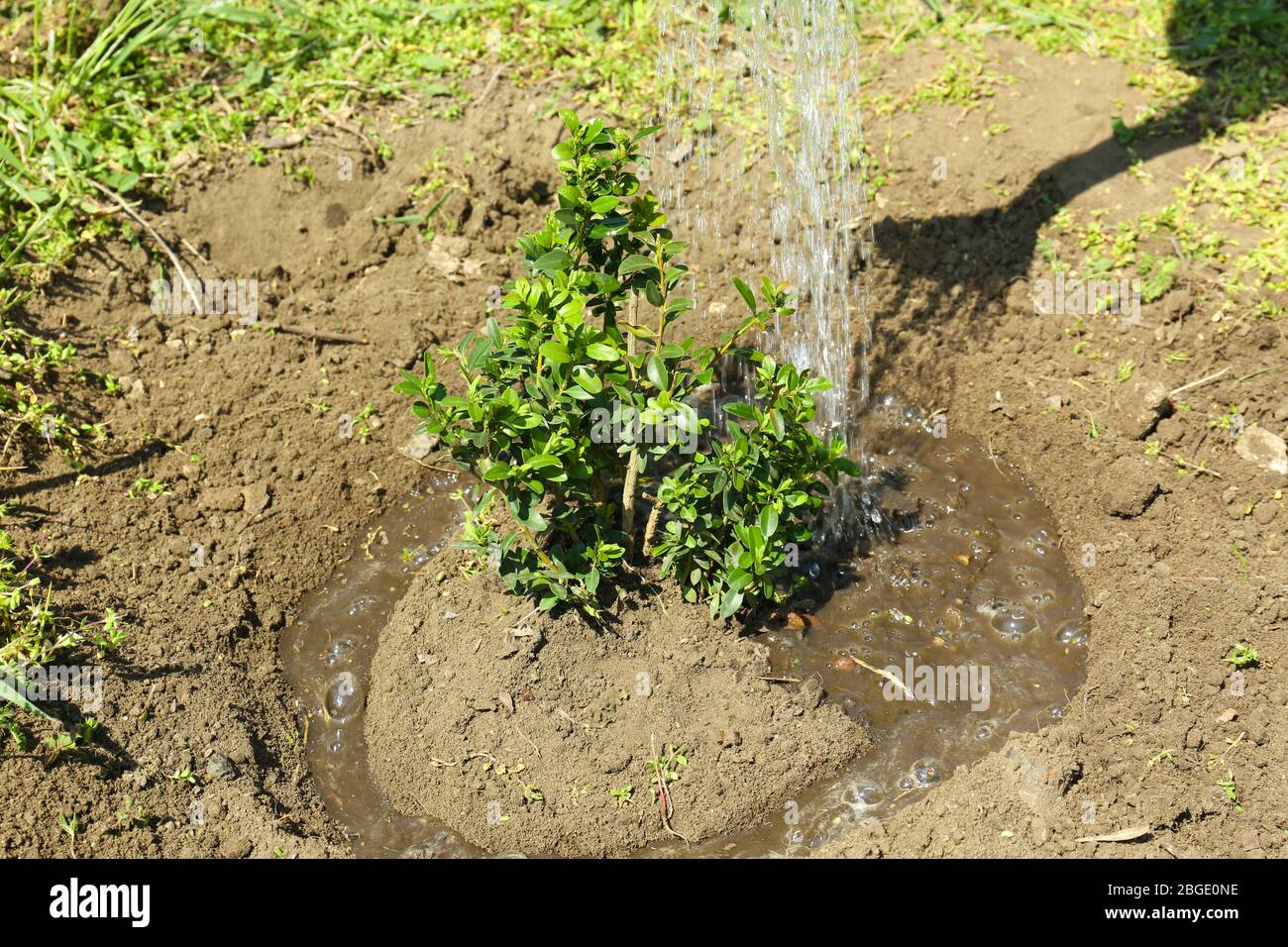 Watering young tree in spring Stock Photo - Alamy