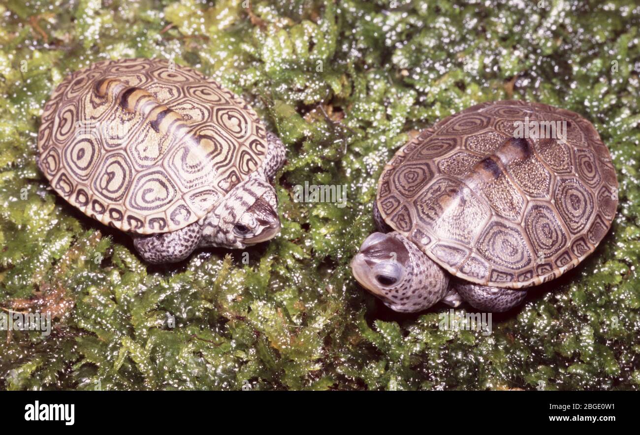 Diamondback terrapin (Malaclemys terrapin Stock Photo - Alamy