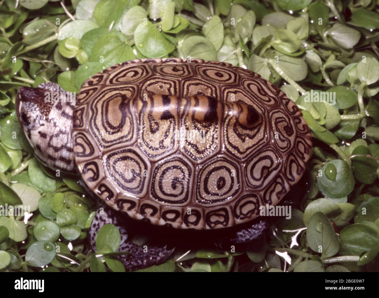 Diamondback terrapin (Malaclemys terrapin Stock Photo - Alamy