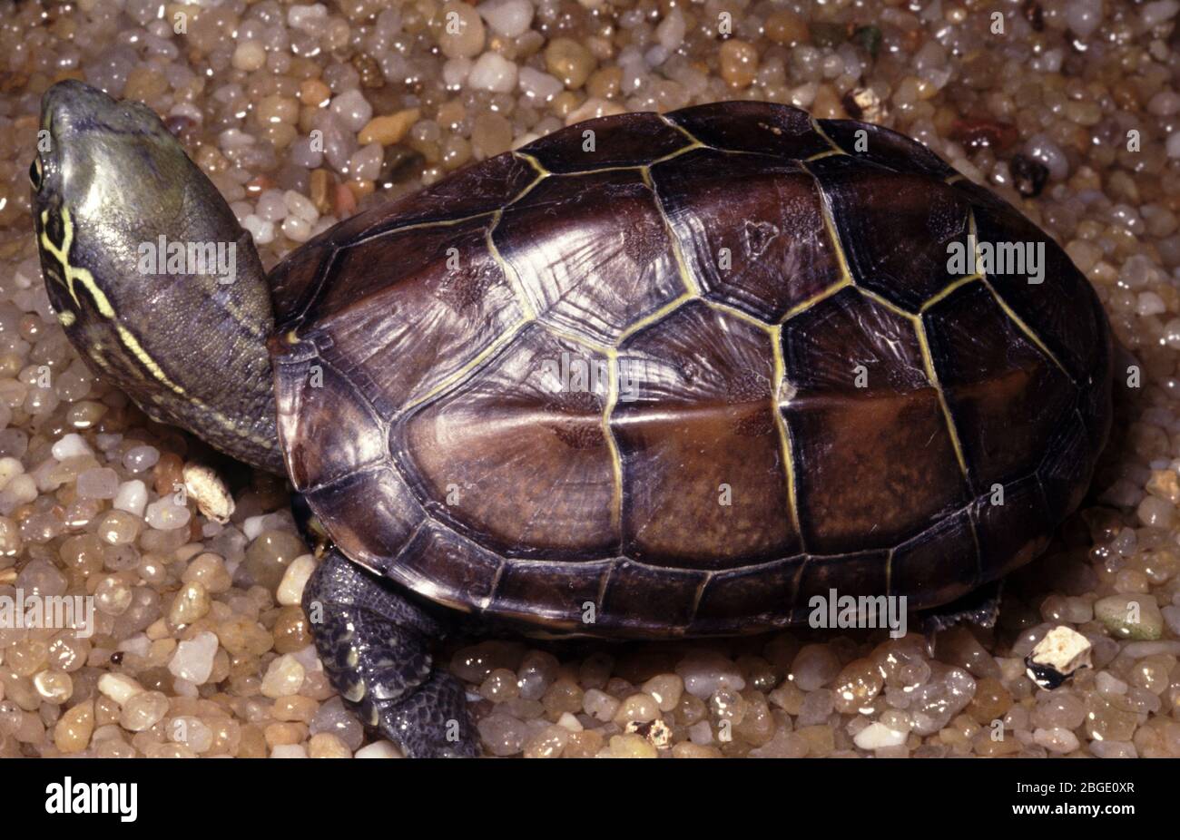 Chinese pond turtle, Mauremys (Chinemys) reevesi Stock Photo - Alamy