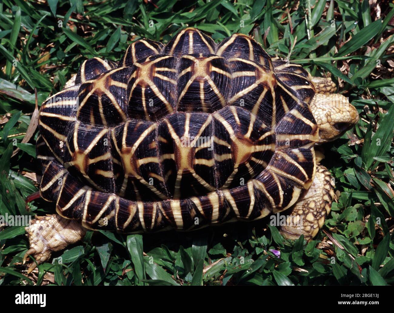 Geochelone elegans hi-res stock photography and images - Alamy