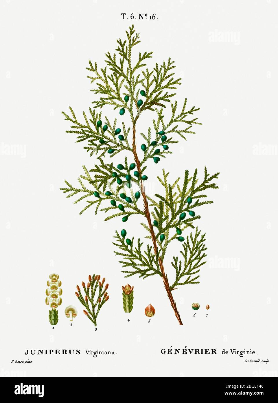Botanical illustration juniper hi-res stock photography and images - Alamy