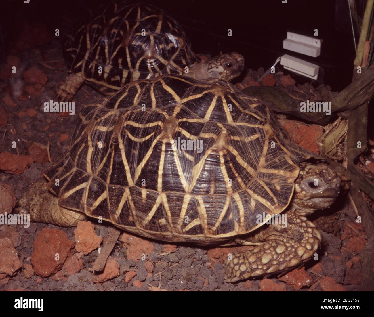 Indian star tortoise hi-res stock photography and images - Alamy