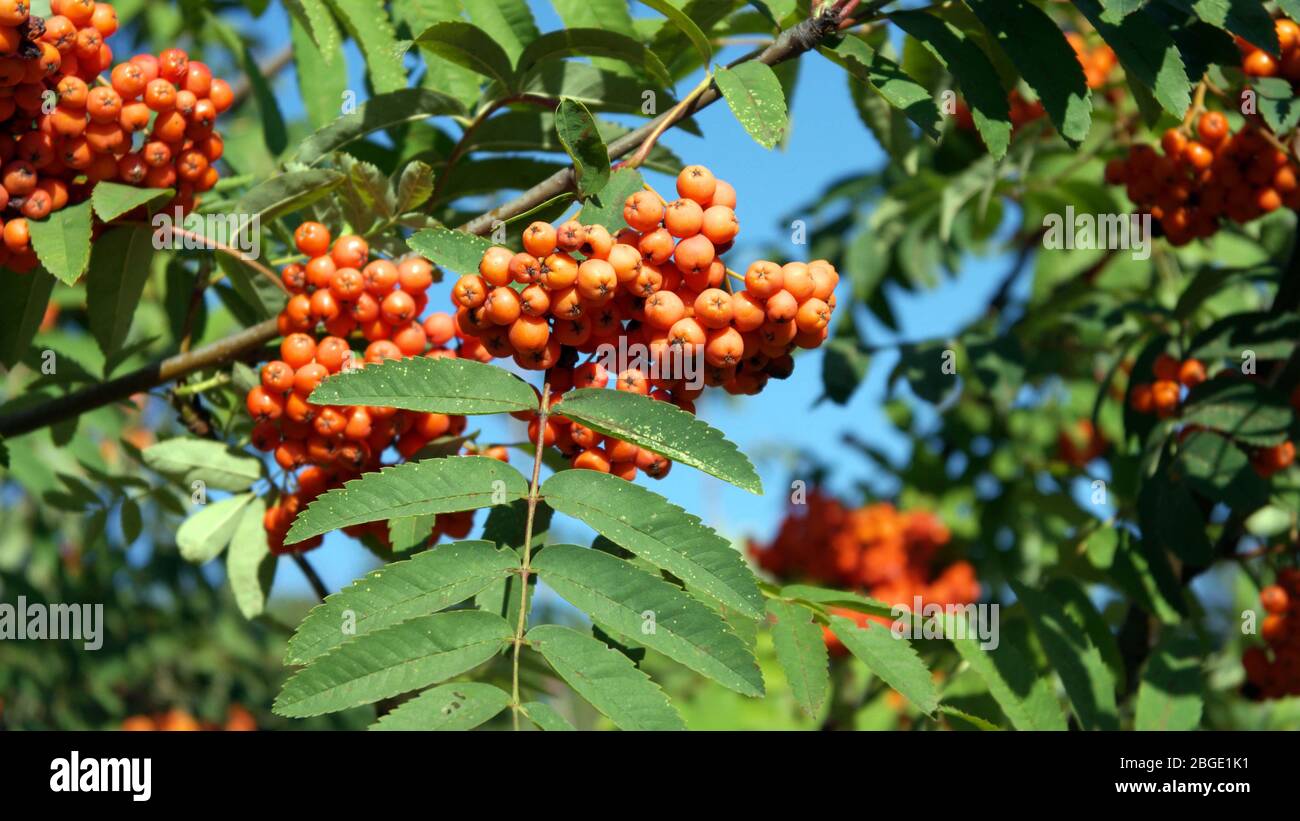 ashberry at dry sunny day Stock Photo - Alamy