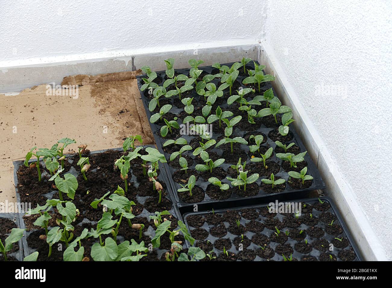 Viola seedlings hi-res stock photography and images - Alamy