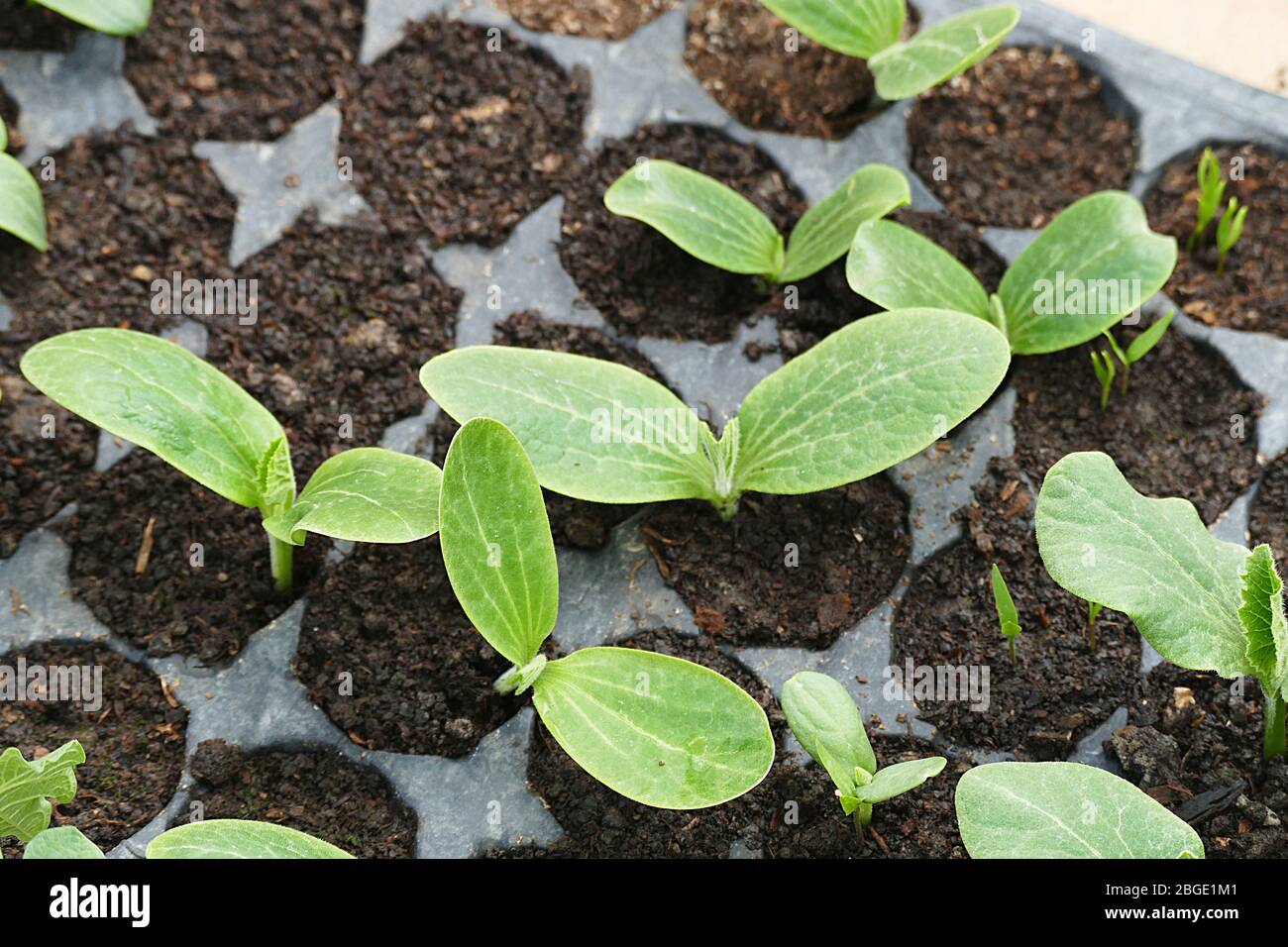 cultivate seedlings for the garden, zucchini seedlings, plastic molded paper to cultivate ...