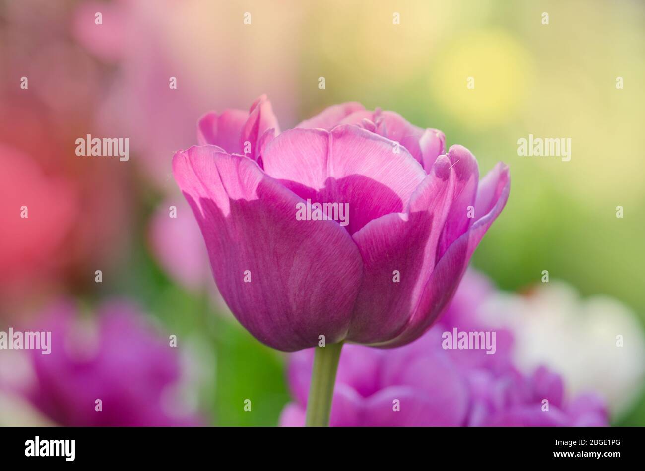 Duo of tulips hi-res stock photography and images - Alamy