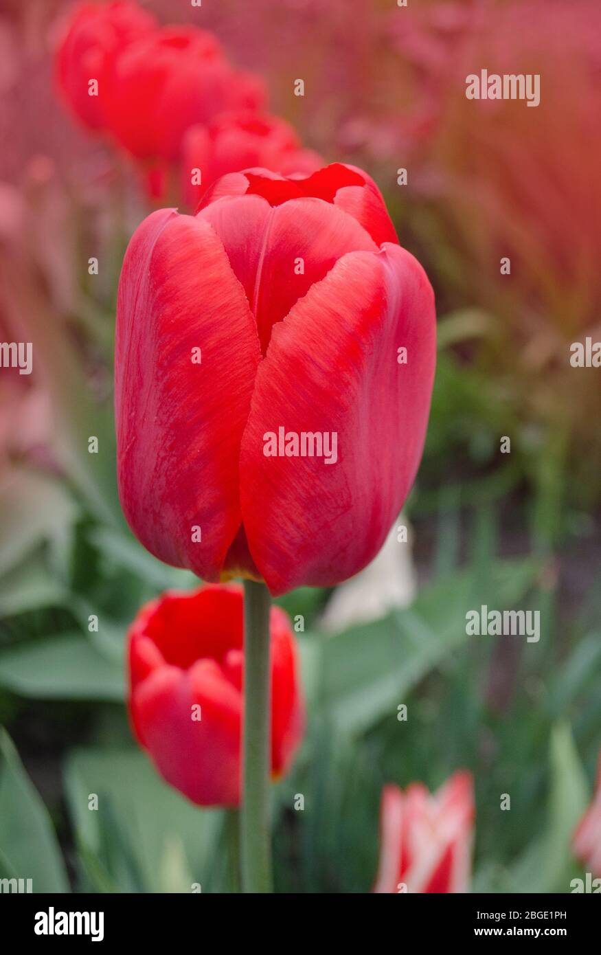 Red tulip flower background. Red tulip in garden. Colorful field of red ...