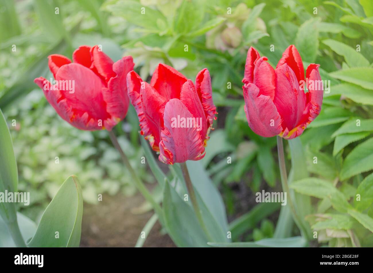 Tulipa Rococo red parrot tulip. Red blooming parrot tulip flowers Stock ...