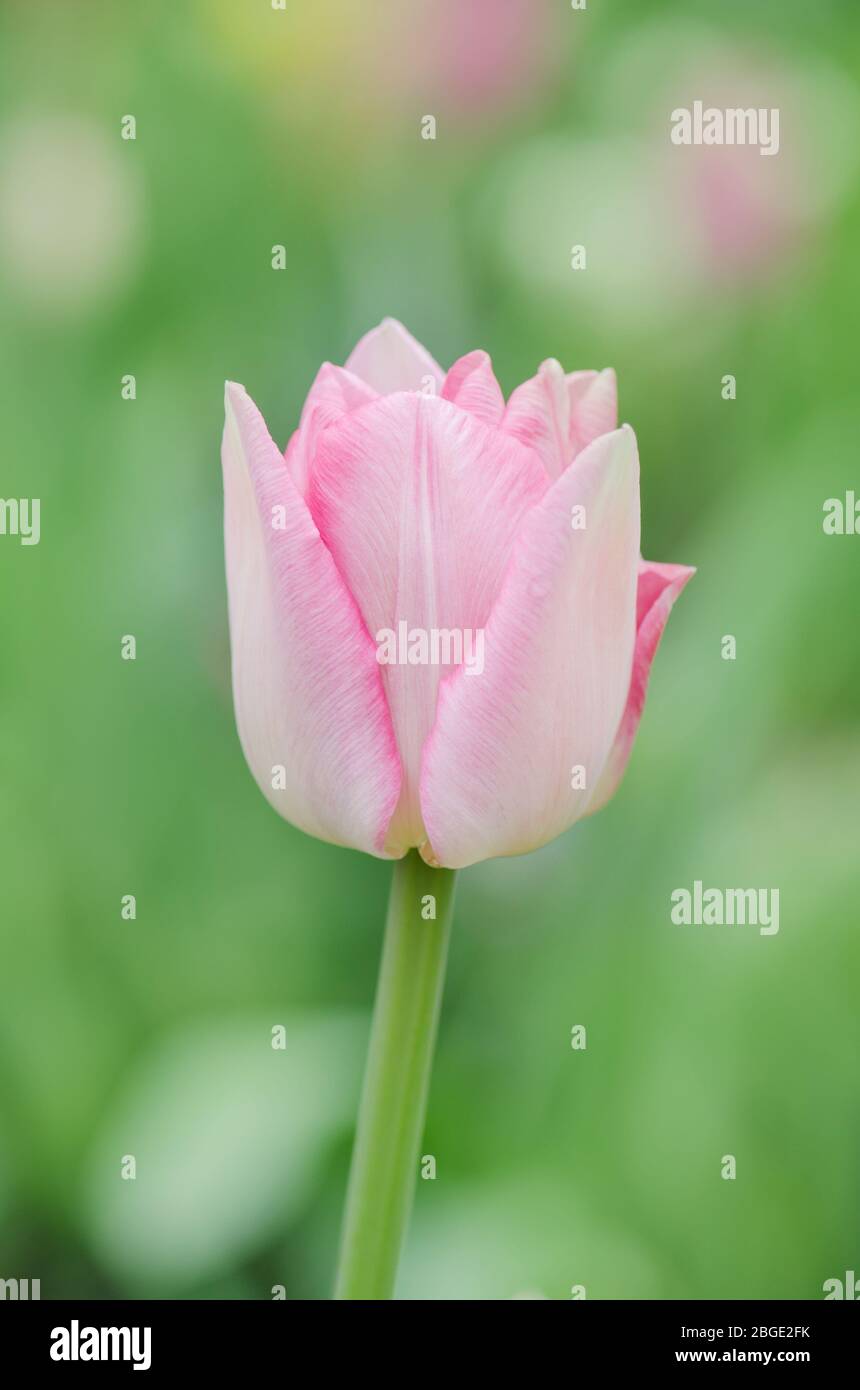 Beautiful double pink tulip. Pink early flowering double tulip Stock ...