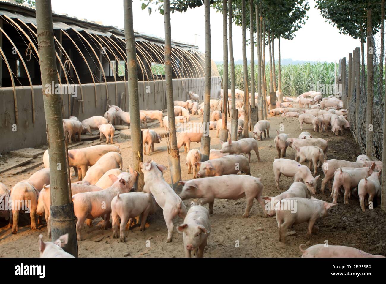 pigs in the farm with trees around it Stock Photo - Alamy