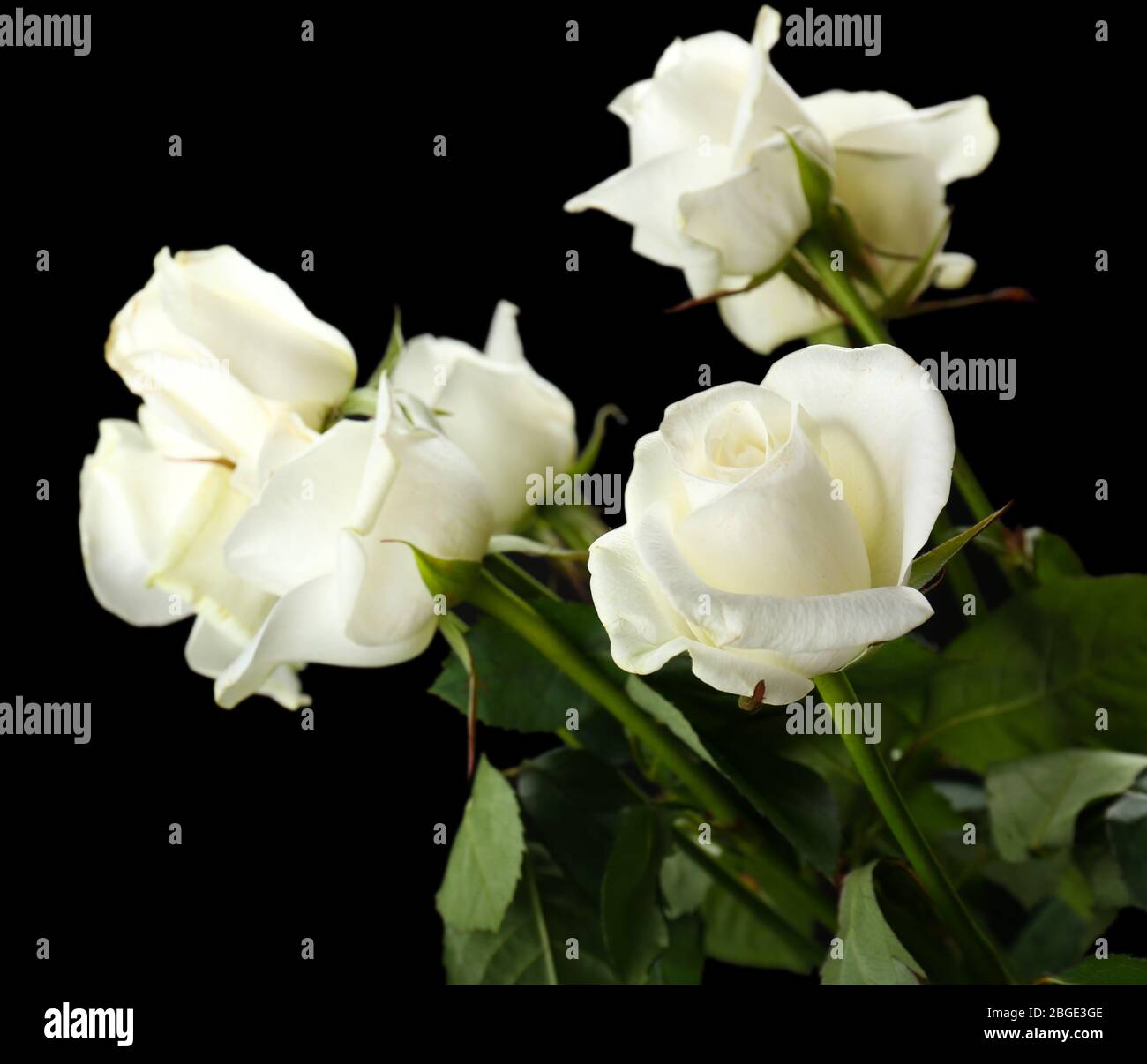 Bouquet of beautiful roses on black background Stock Photo - Alamy
