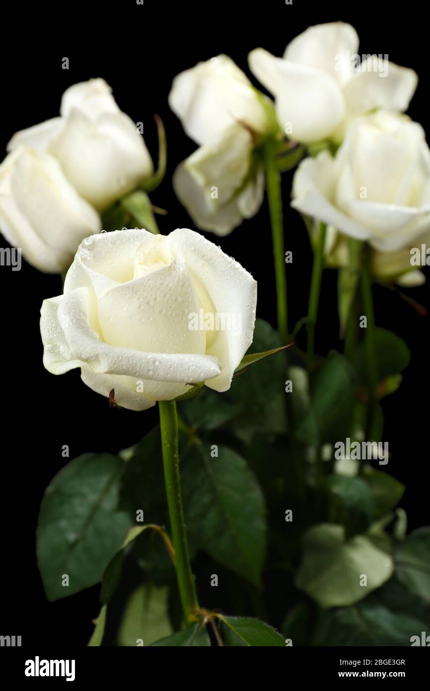 Bouquet of beautiful roses on black background Stock Photo - Alamy