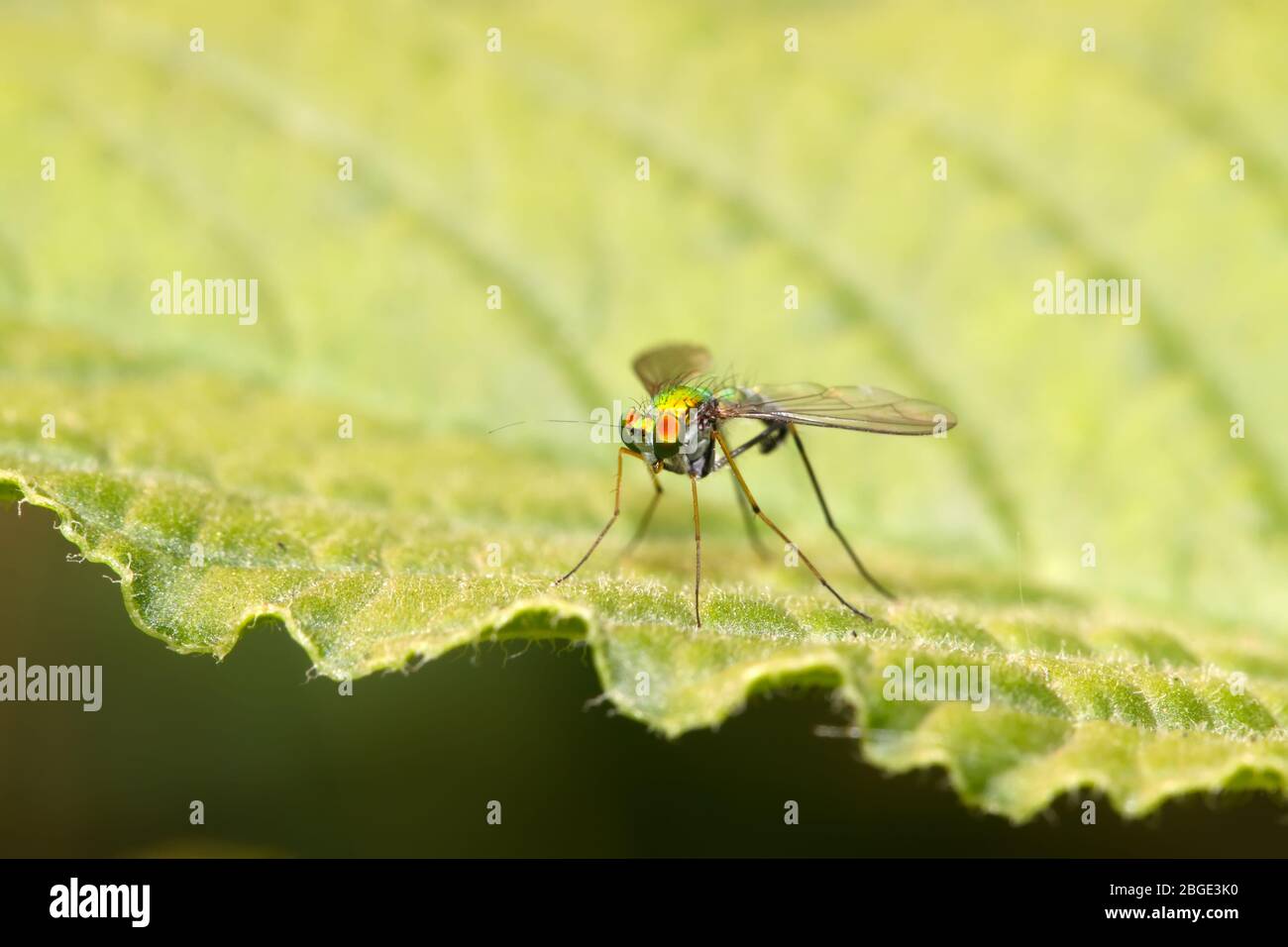 Tabanidae wings hi-res stock photography and images - Alamy