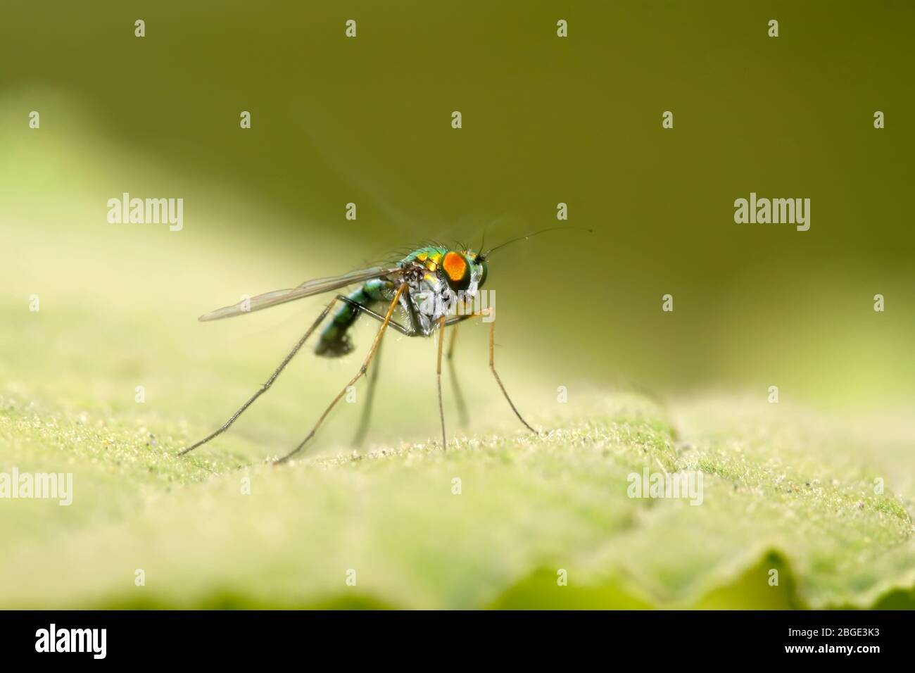 Tabanidae wings hi-res stock photography and images - Alamy