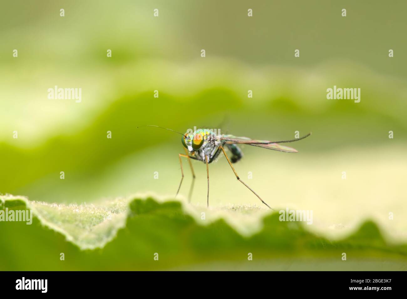 Tabanidae wings hi-res stock photography and images - Alamy