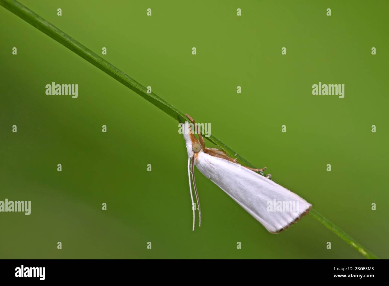 white moths insects on a green leaf, take photos in the wild natural ...