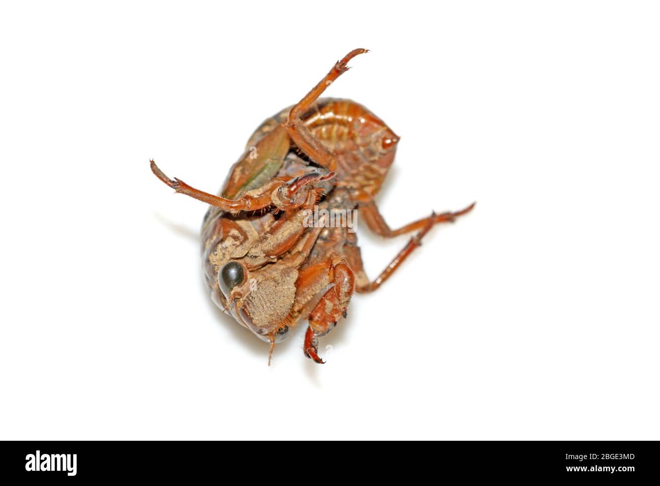 cicada on a white background, close up of pictures Stock Photo - Alamy