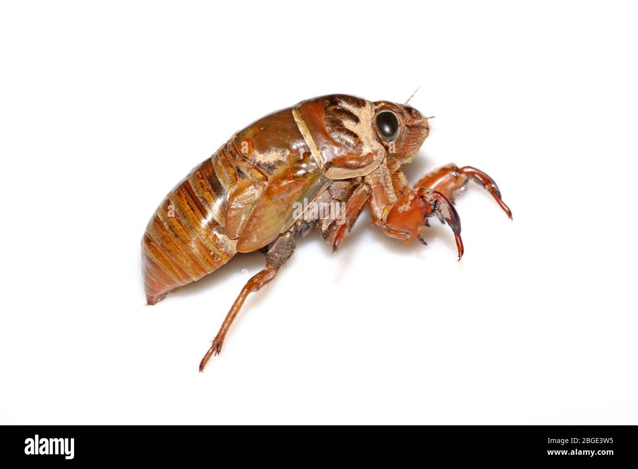 cicada on a white background, close up of pictures Stock Photo - Alamy