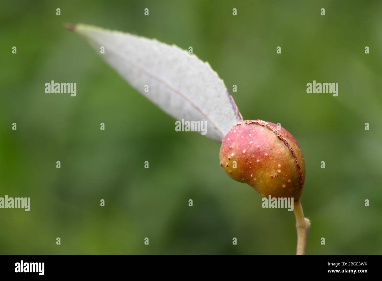 gall insects on a green leaf Stock Photo - Alamy