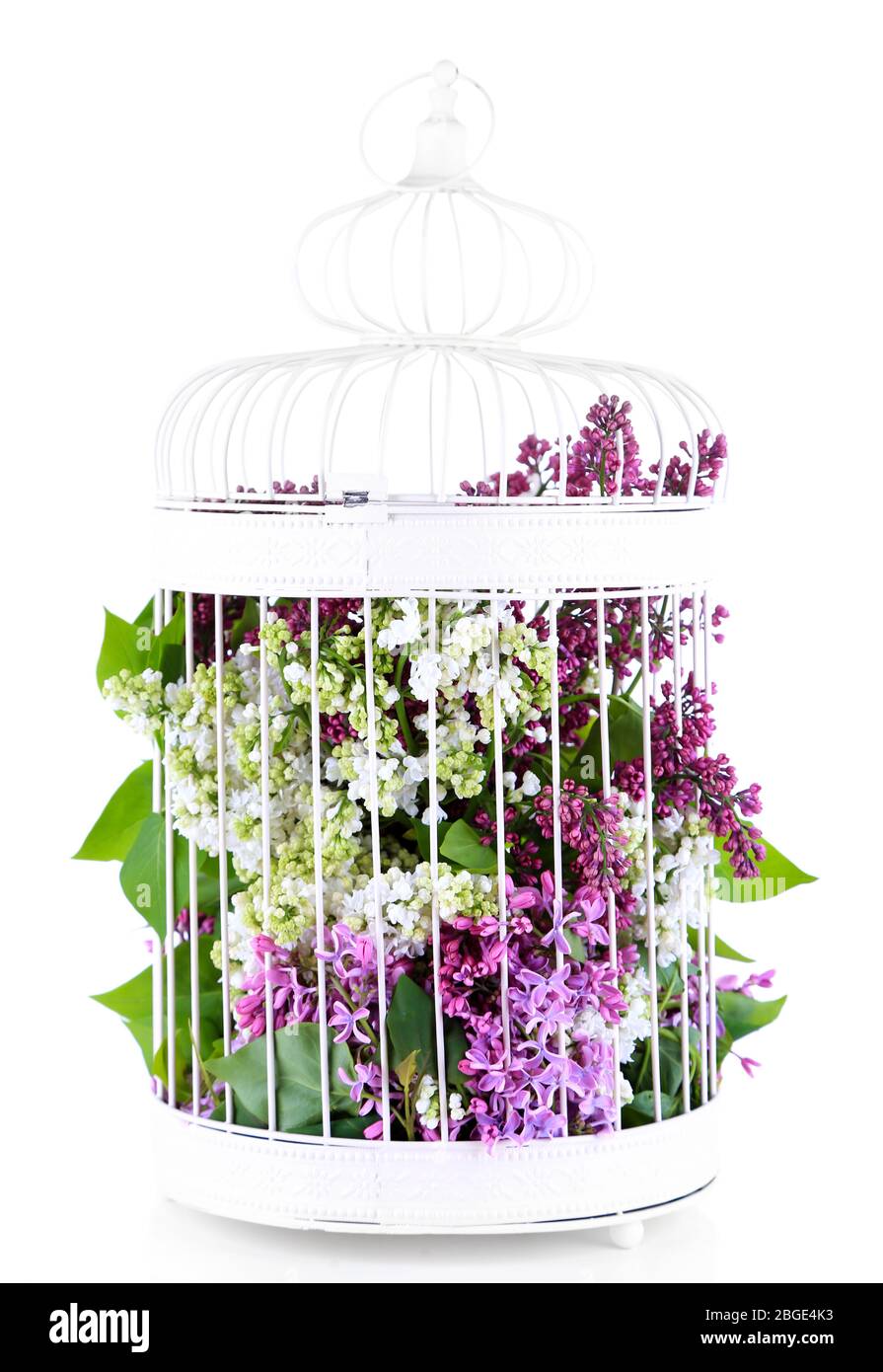 Beautiful lilac flowers in decorative cell, isolated on white Stock ...