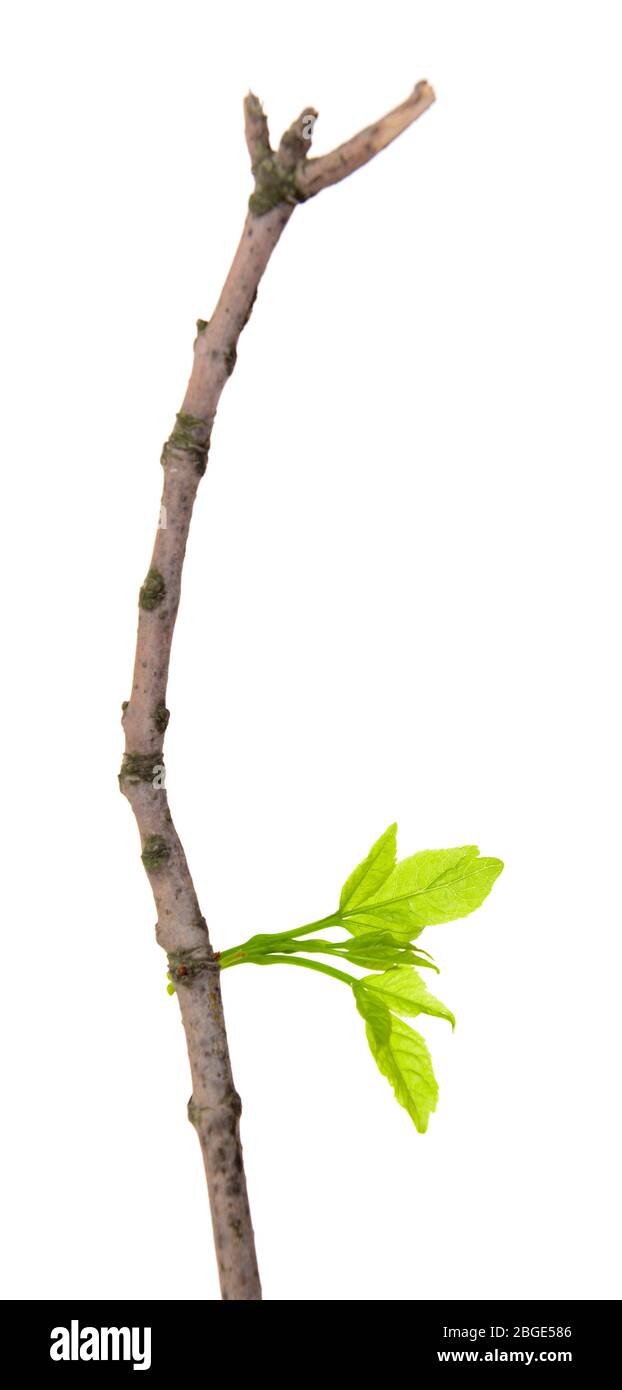 Branch with leaf isolated on white Stock Photo - Alamy