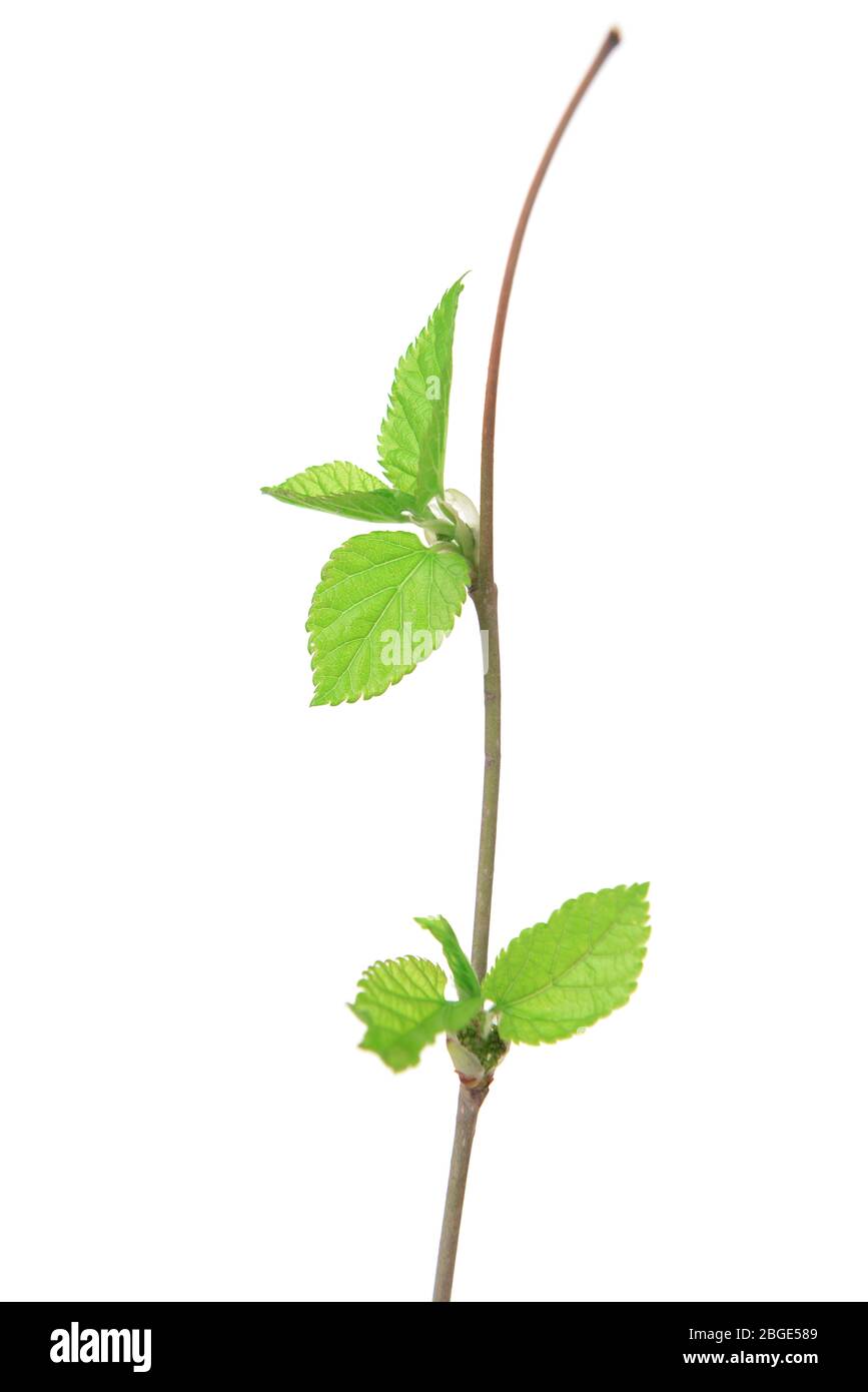 Branch with leaf isolated on white Stock Photo - Alamy