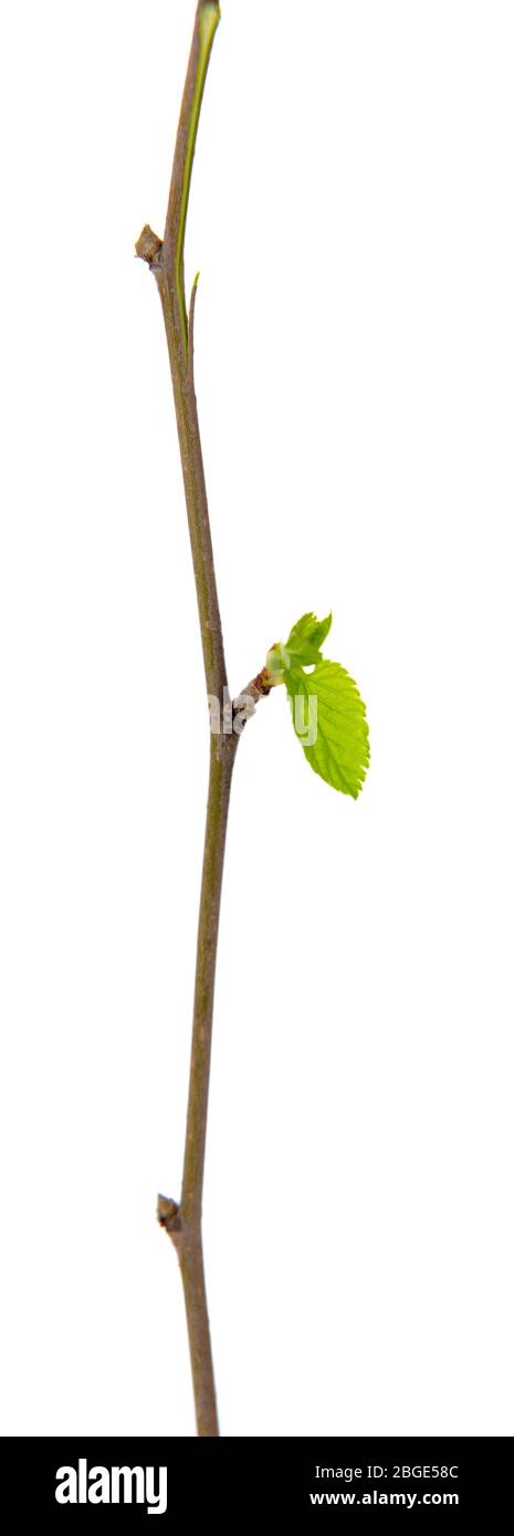 Branch with leaf isolated on white Stock Photo - Alamy