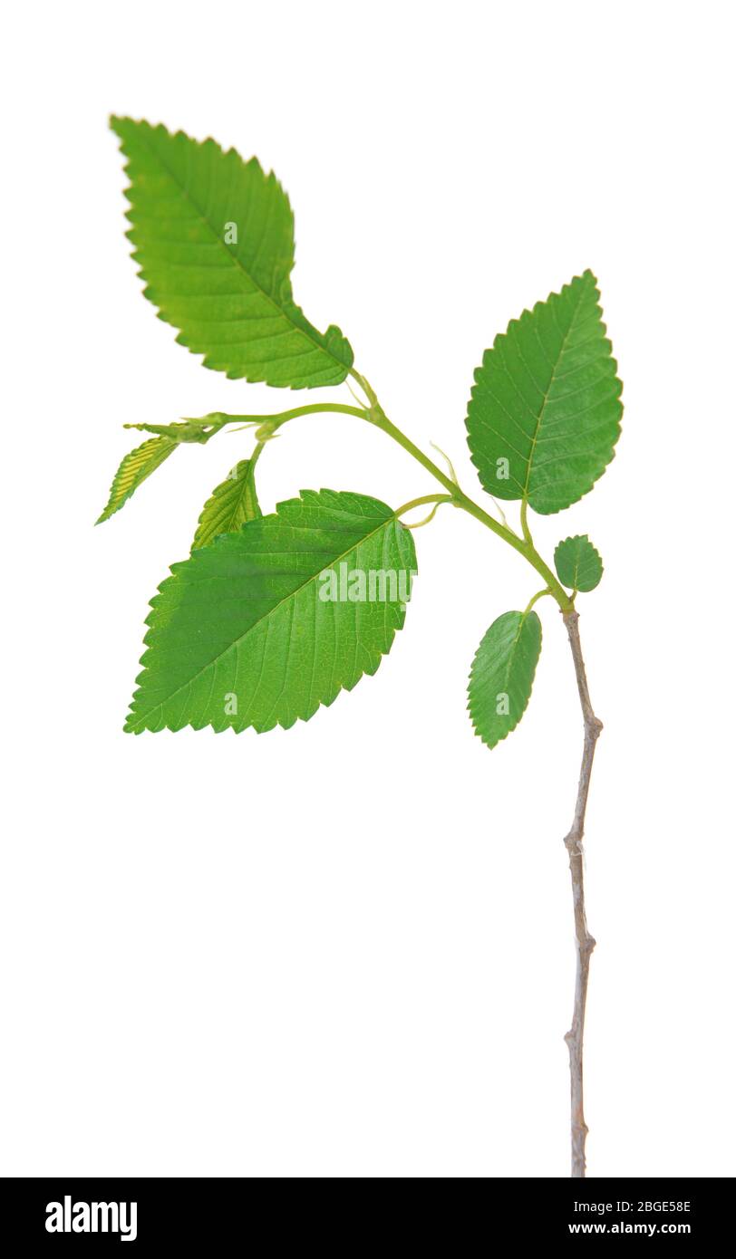 Branch with leaf isolated on white Stock Photo - Alamy