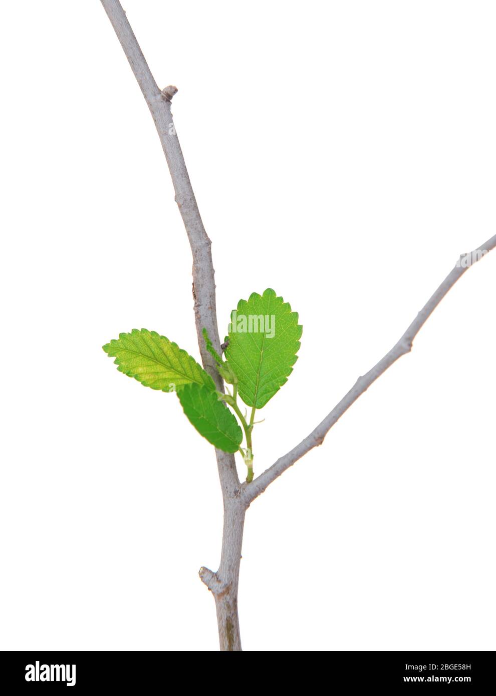Branch with leaf isolated on white Stock Photo - Alamy