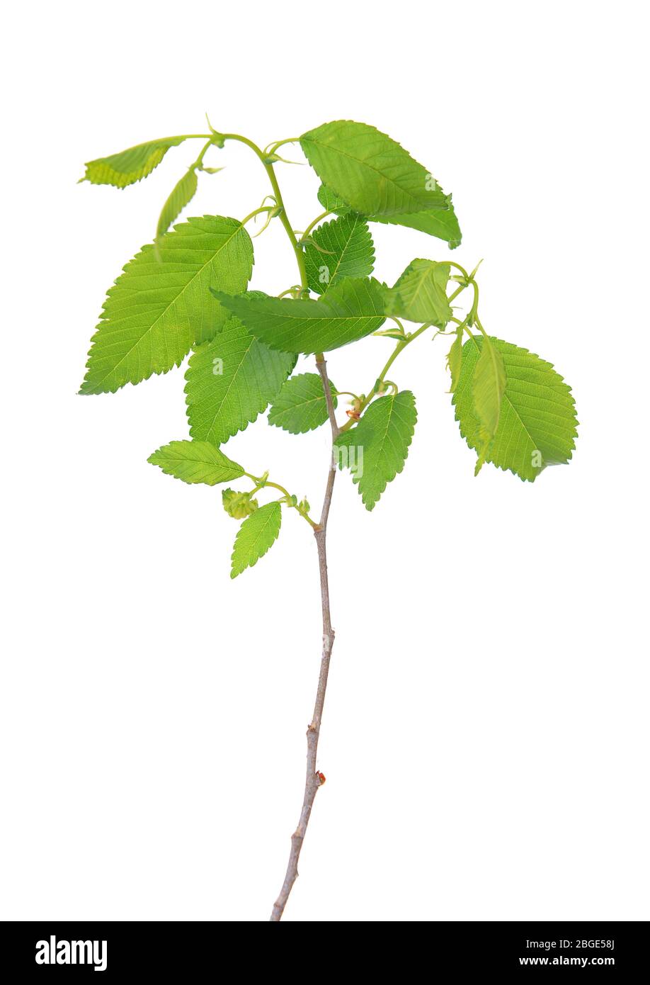 Branch with leaf isolated on white Stock Photo - Alamy