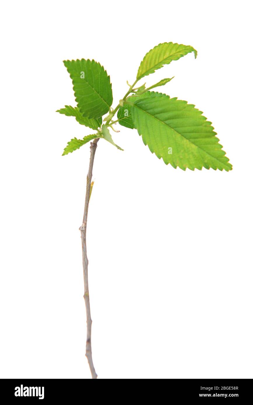 Branch with leaf isolated on white Stock Photo - Alamy