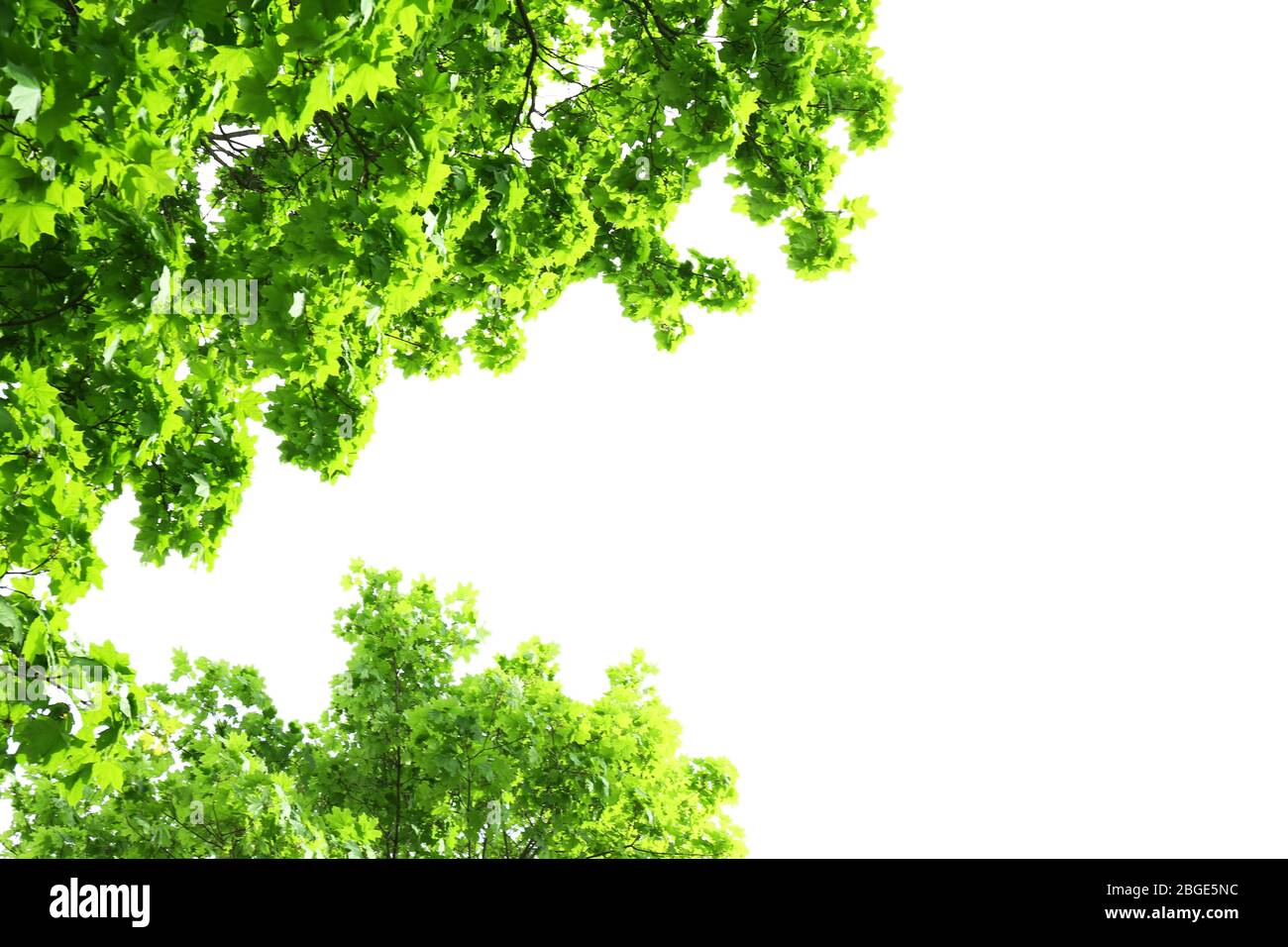 Beautiful spring leaves on tree, outdoors Stock Photo - Alamy