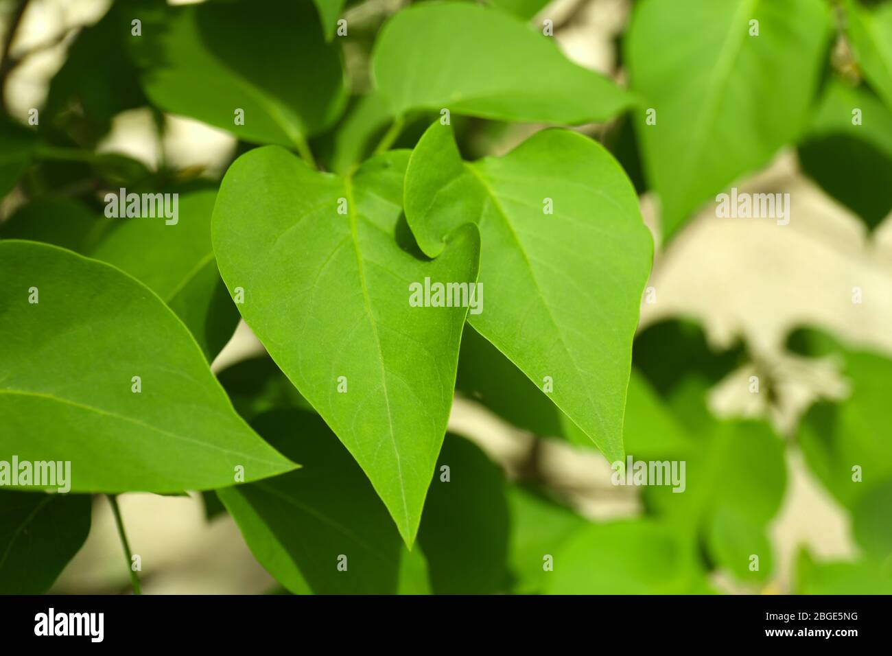 Beautiful spring leaves on tree, outdoors Stock Photo - Alamy