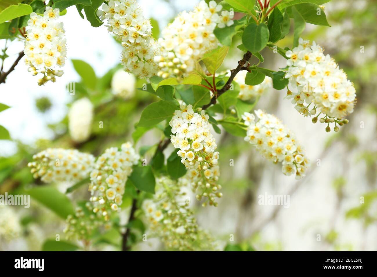 Beautiful spring blossom, outdoors Stock Photo - Alamy