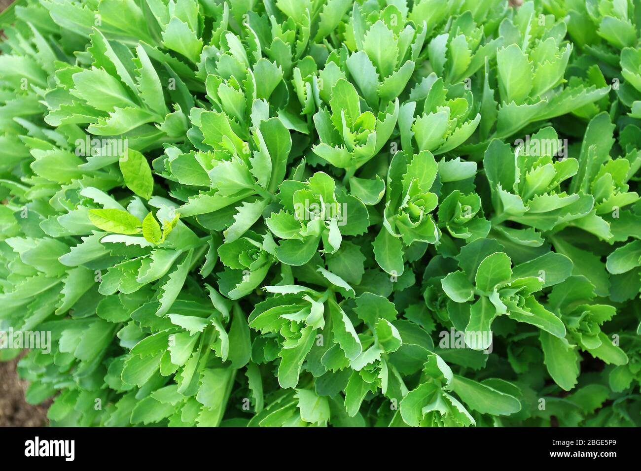 Beautiful spring leaves on shrub, outdoors Stock Photo - Alamy