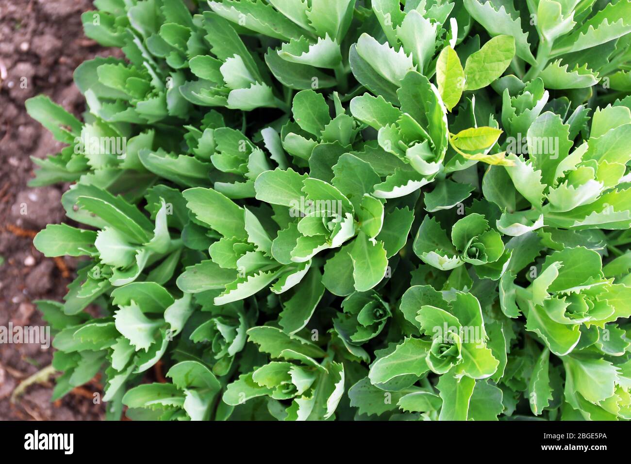 Beautiful spring leaves on shrub, outdoors Stock Photo - Alamy