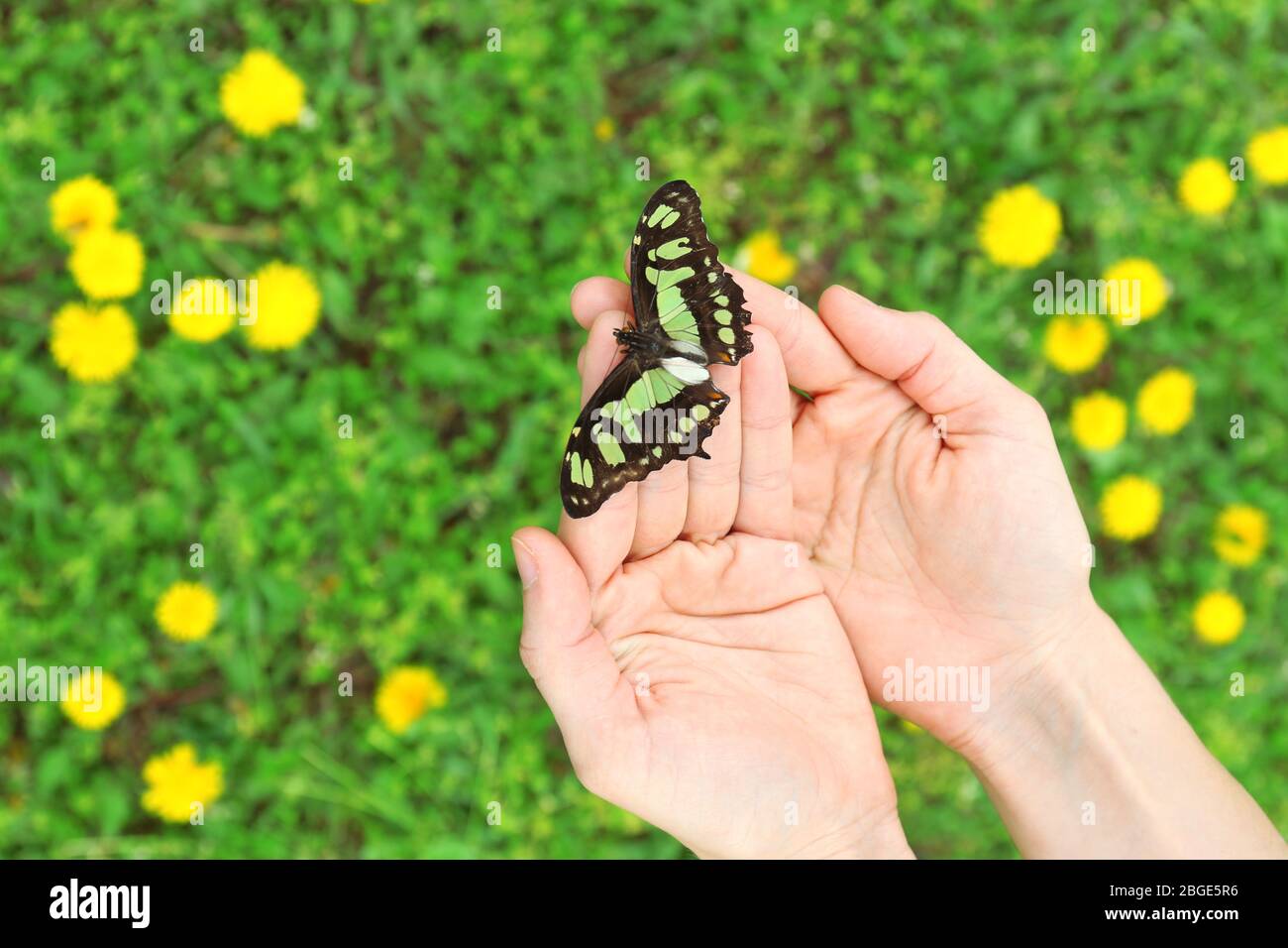 Beautiful gerden hi-res stock photography and images - Alamy