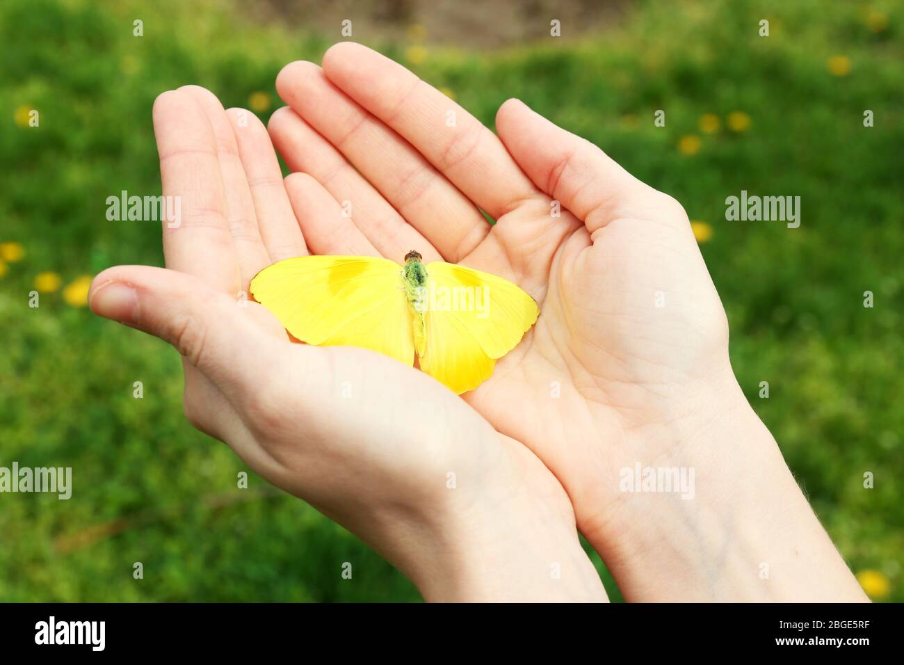 Beautiful butterfly on hands, outdoors Stock Photo - Alamy