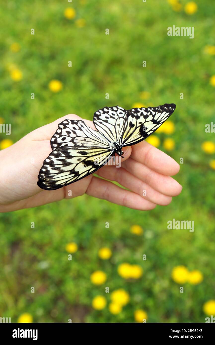 Butterfly on hands hi-res stock photography and images - Alamy