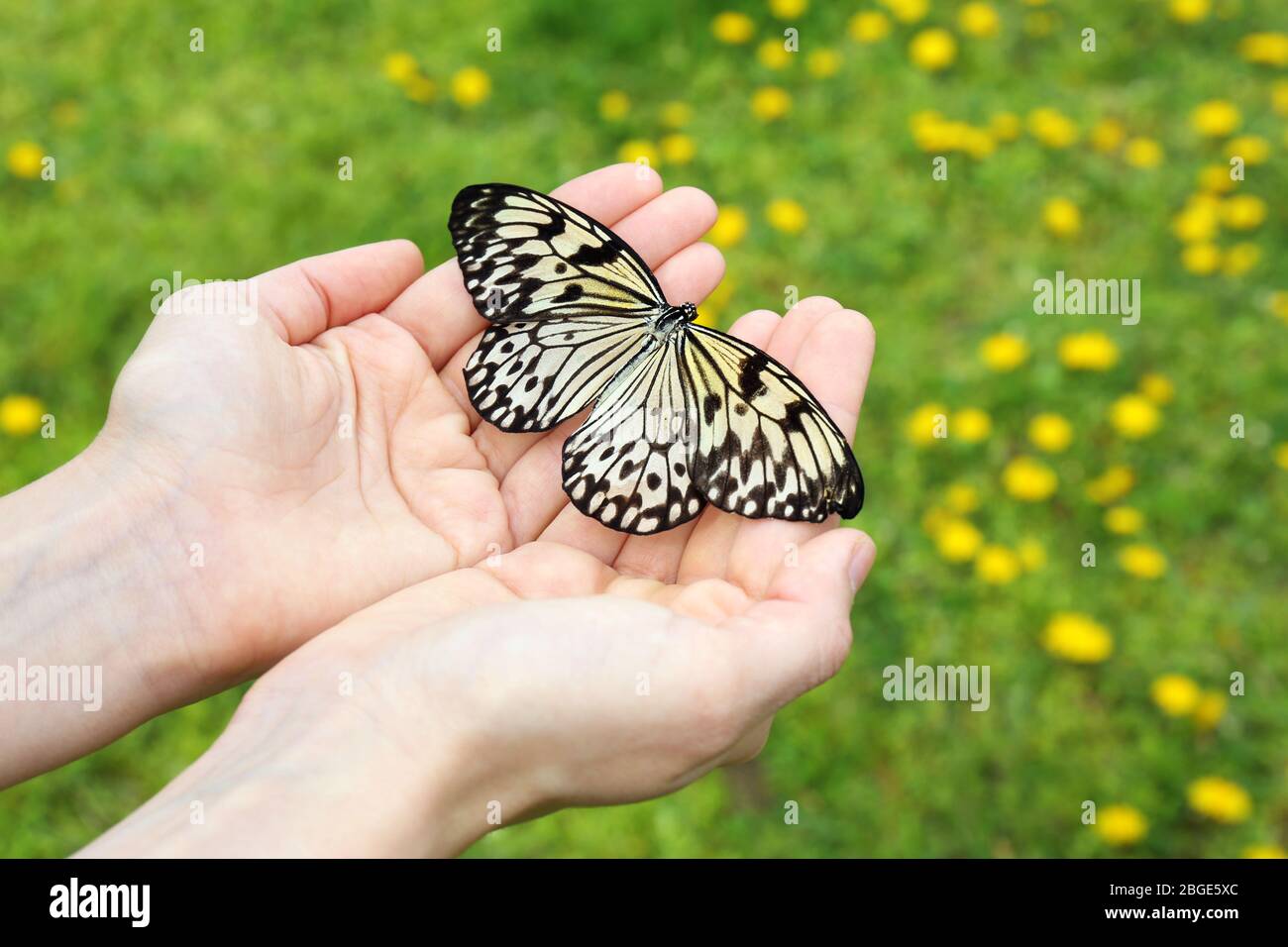 Beautiful butterfly on hands, outdoors Stock Photo - Alamy