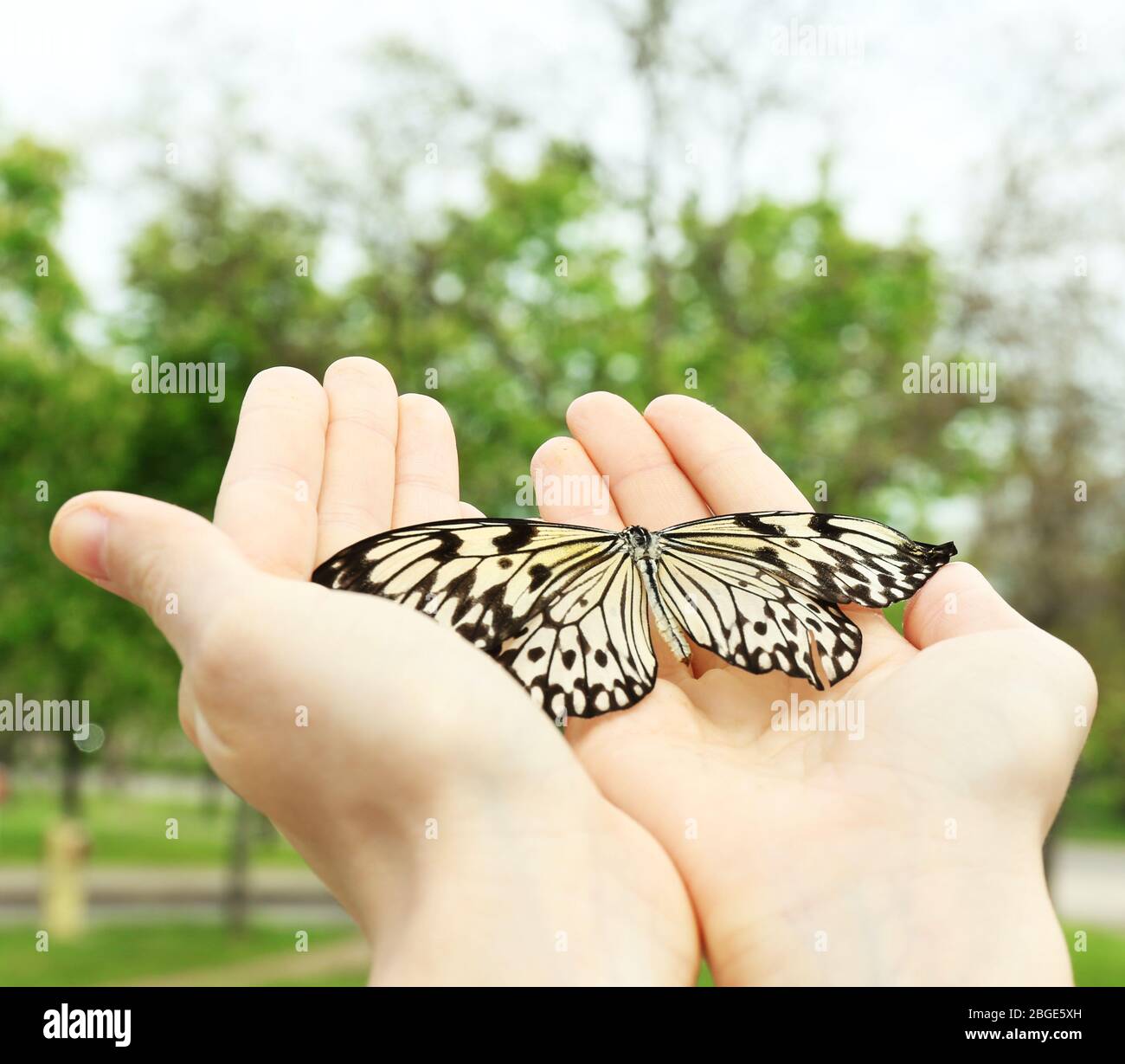 Beautiful butterfly on hands, outdoors Stock Photo - Alamy