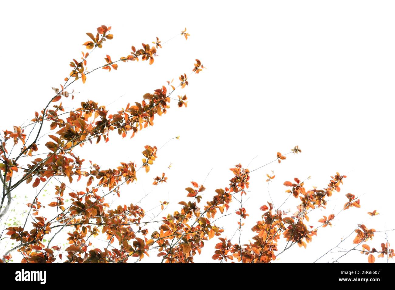 Beautiful spring leaves on tree, outdoors Stock Photo - Alamy