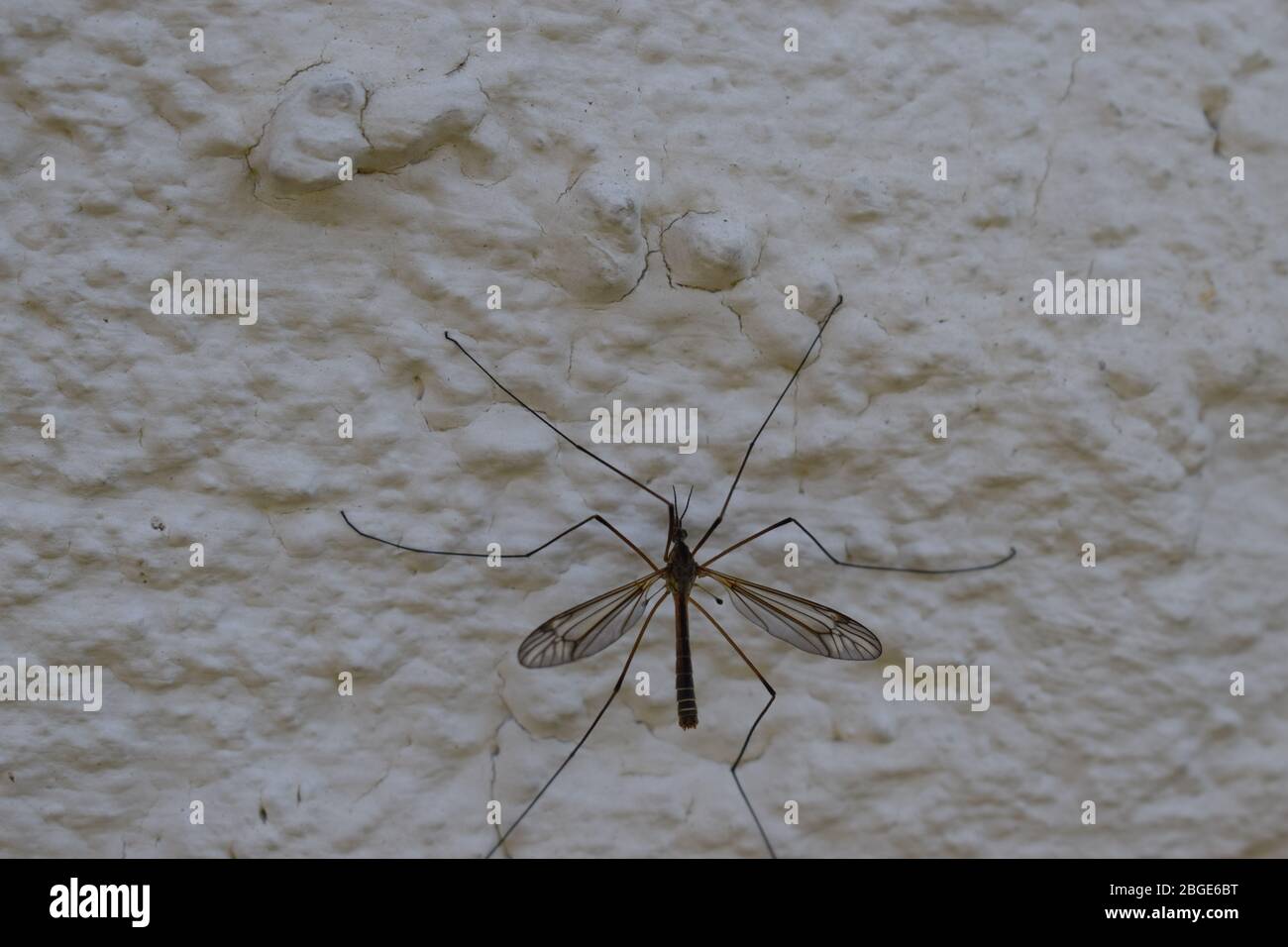 Lage leg insect hi-res stock photography and images - Alamy