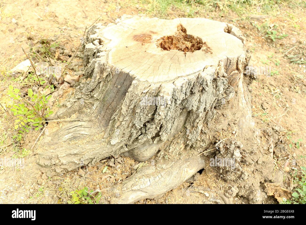 Stump cut tree symbol deforestation hi-res stock photography and images ...