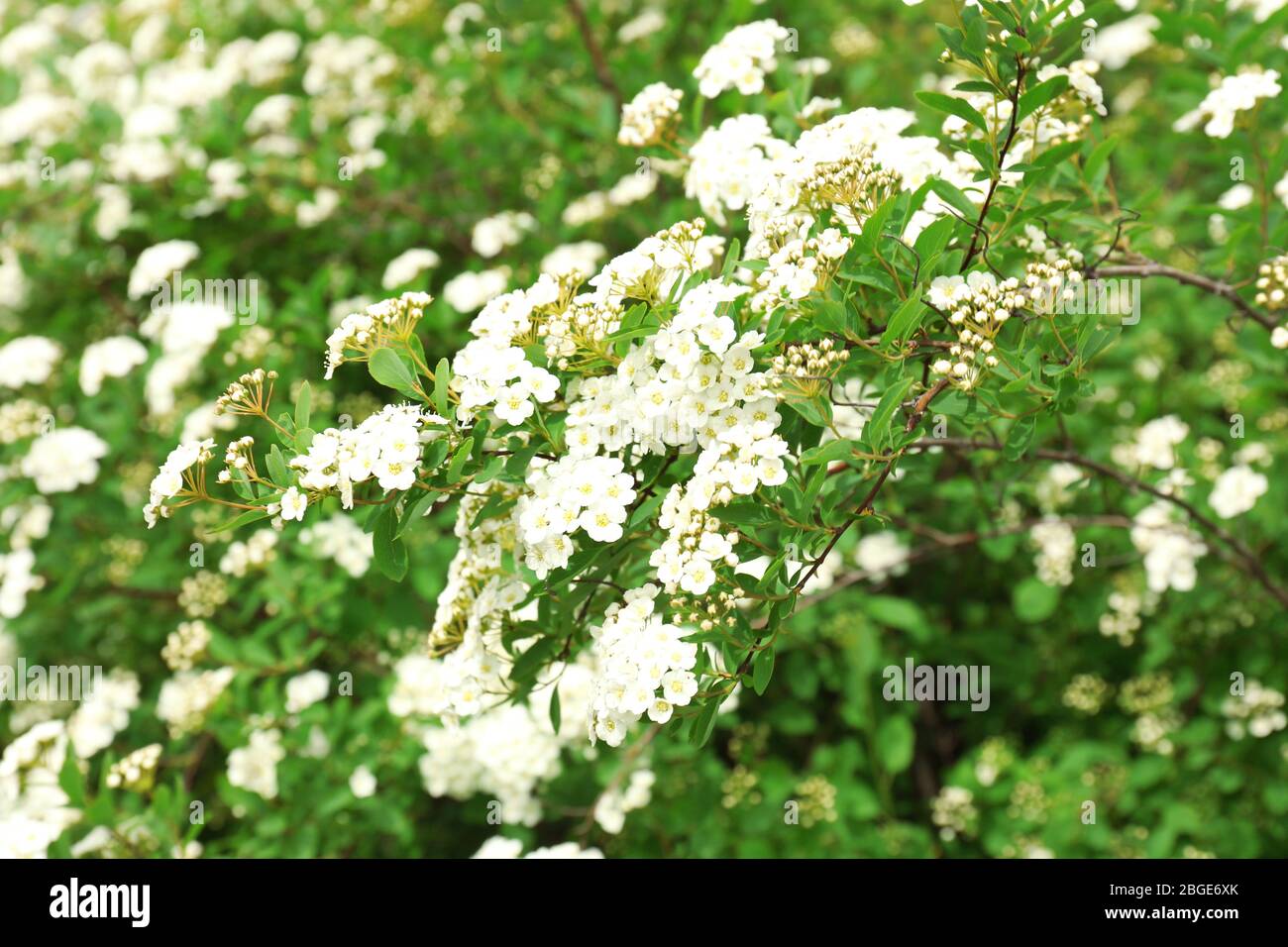 Beautiful flowering bushes in park Stock Photo - Alamy