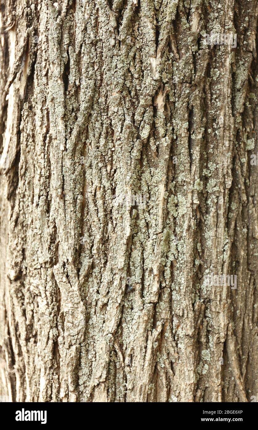 Tree bark texture background Stock Photo - Alamy