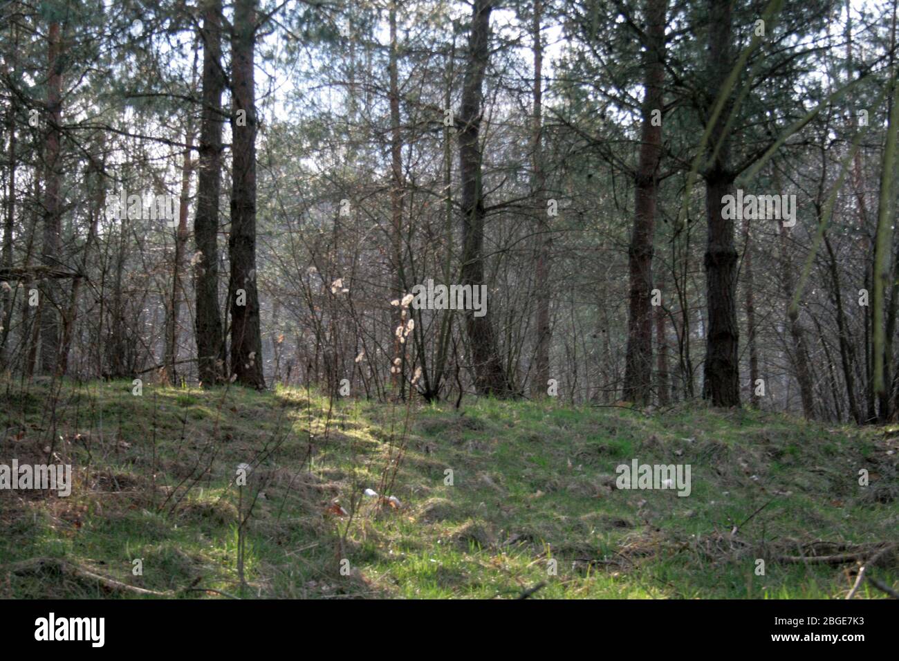 beautiful forest and beautiful forest paths Ulanów, Poland Stock Photo ...